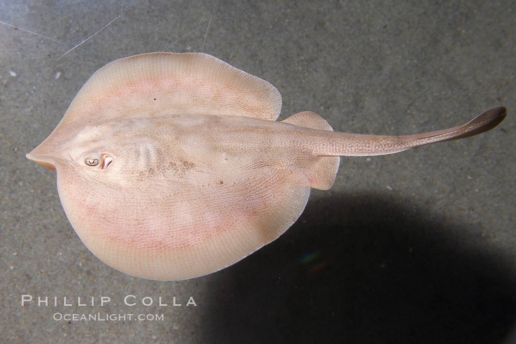Round stingray, Urolophus halleri, #14484