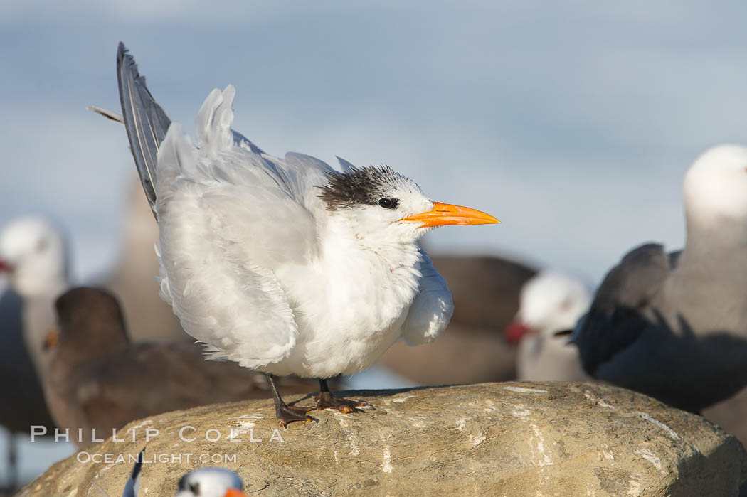 Royal tern, winter adult phase, Sterna maxima, La Jolla, California