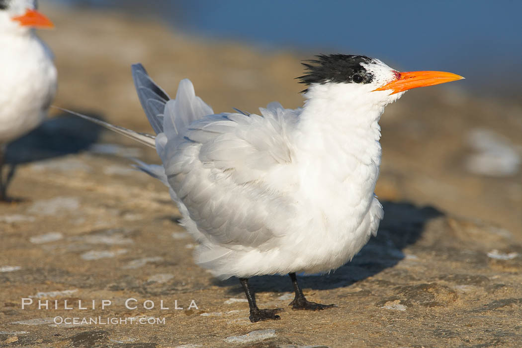 Royal tern, winter adult phase, Sterna maxima, La Jolla, California