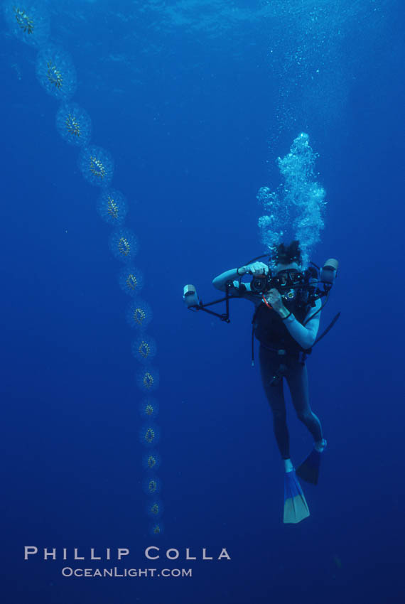 Salp chain and diver, open ocean, Cyclosalpa affinis, San Diego, California