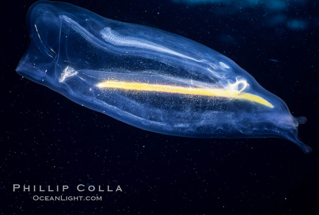 Salp (pelagic tunicate), open ocean, Cyclosalpa affinis photo, San Diego, California