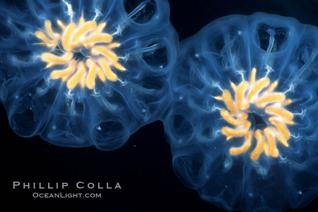 Salp (pelagic tunicate) reproduction, open ocean, Cyclosalpa affinis ...