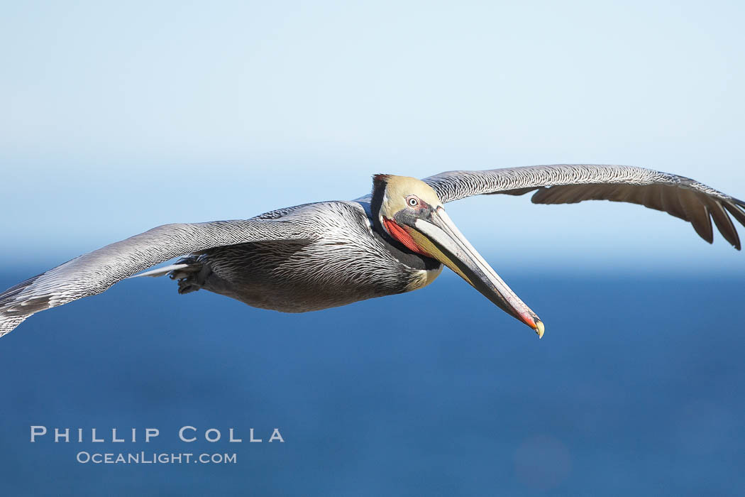 Brown pelican in flight, Pelecanus occidentalis, La Jolla, California