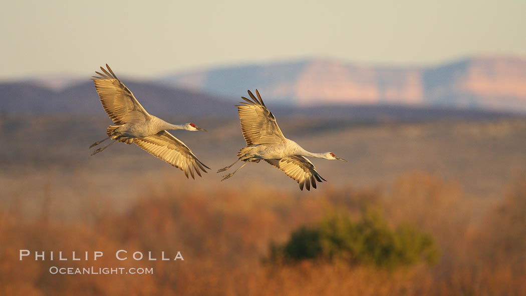 Sandhill cranes in flight in late afternoon light, Grus canadensis, Bosque del Apache National ...