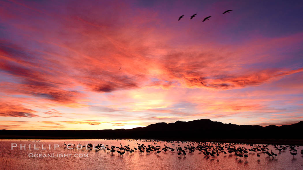 Sunset at Bosque del Apache National Wildlife Refuge, Grus canadensis ...
