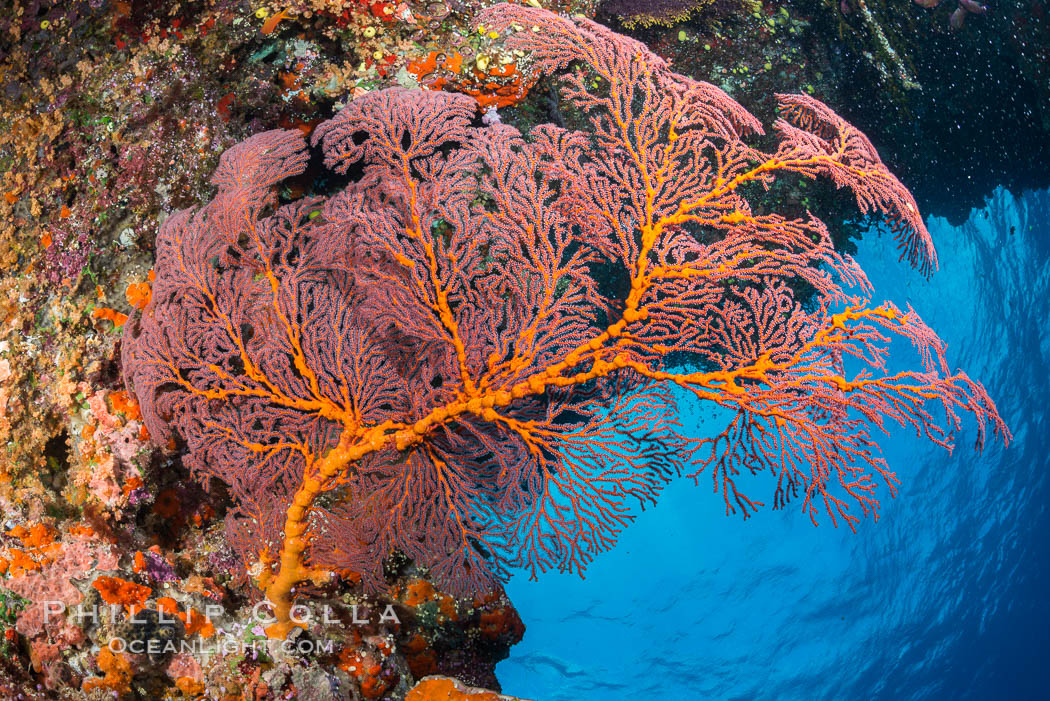 Plexauridae sea fan, Gorgonian, Alcyonacea soft coral, Fiji, Gorgonacea ...