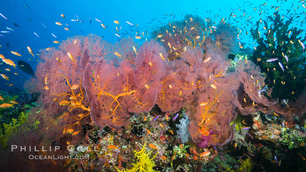 Sea fan gorgonians and schooling Anthias basslet fish, Fiji, Gorgonacea