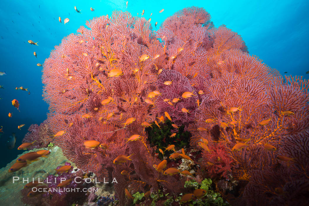 Plexauridae sea fan gorgonians and schooling Anthias basslet fish ...