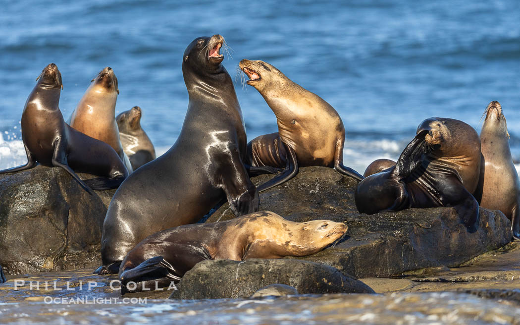 Sea Lion Colony at La Jolla Cove in San Diego with Pacific Ocean ...