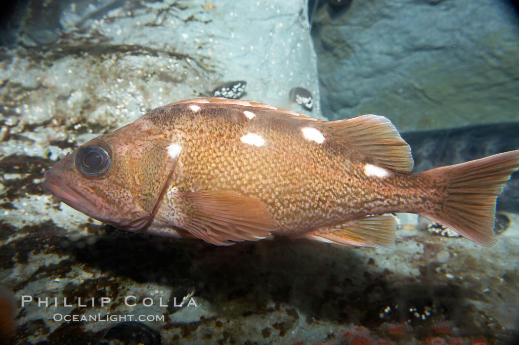 Honeycomb rockfish, Sebastes umbrosus, #11882