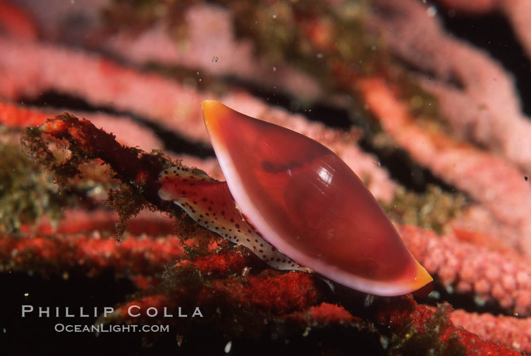 Simnia on gorgonian, Delonovolva aequalis, Anacapa Island, California