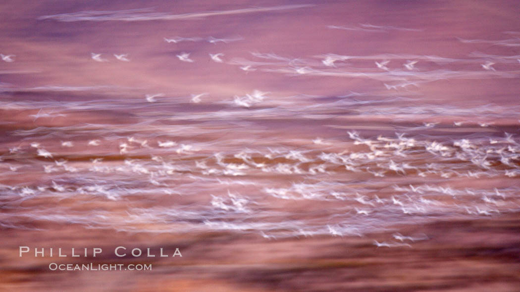 Snow geese at dawn, Chen caerulescens, Bosque del Apache National ...