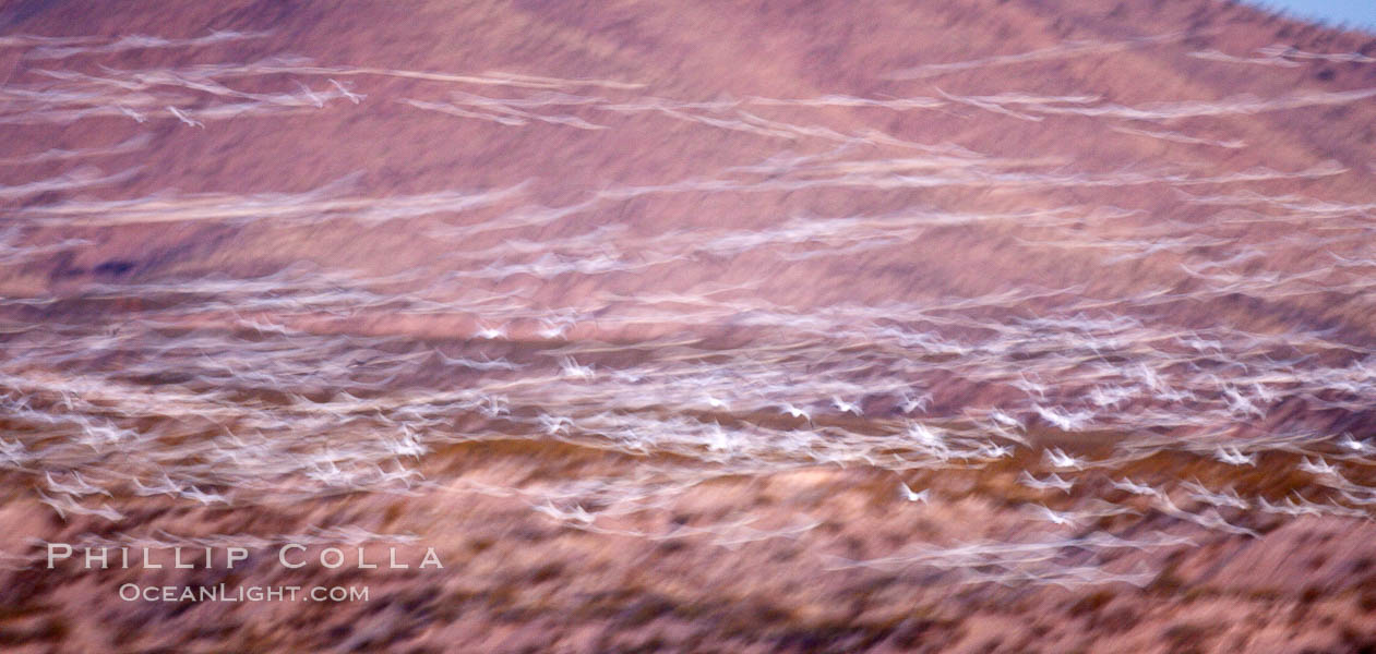 Snow geese at dawn, Chen caerulescens, Bosque del Apache National ...
