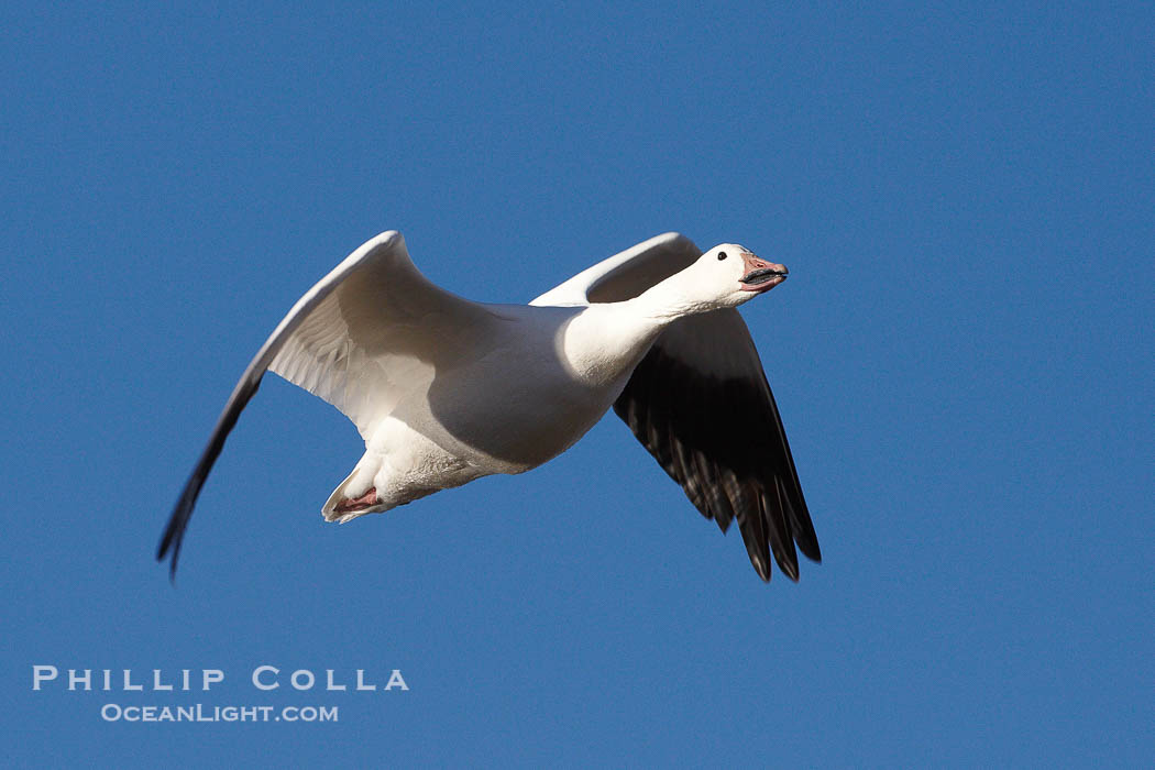 Snow goose in flight, Chen caerulescens, Bosque del Apache National ...