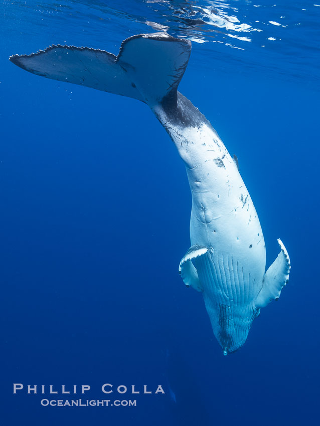 South Pacific Humpback Whale Underwater, Megaptera novaeangliae, Moorea ...