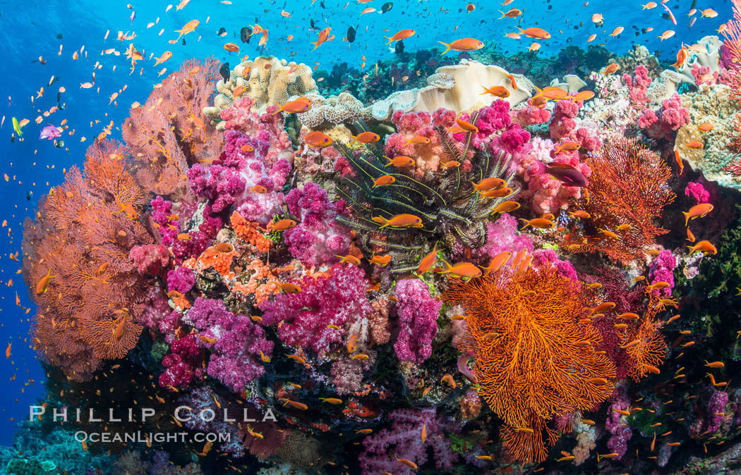 Crinoid Feather Star photograph, Dendronephthya, Vatu I Ra Passage ...