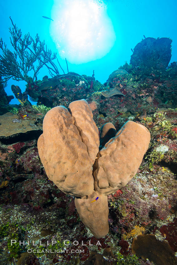 Sponges on Caribbean coral reef, Grand Cayman Island, Cayman Islands