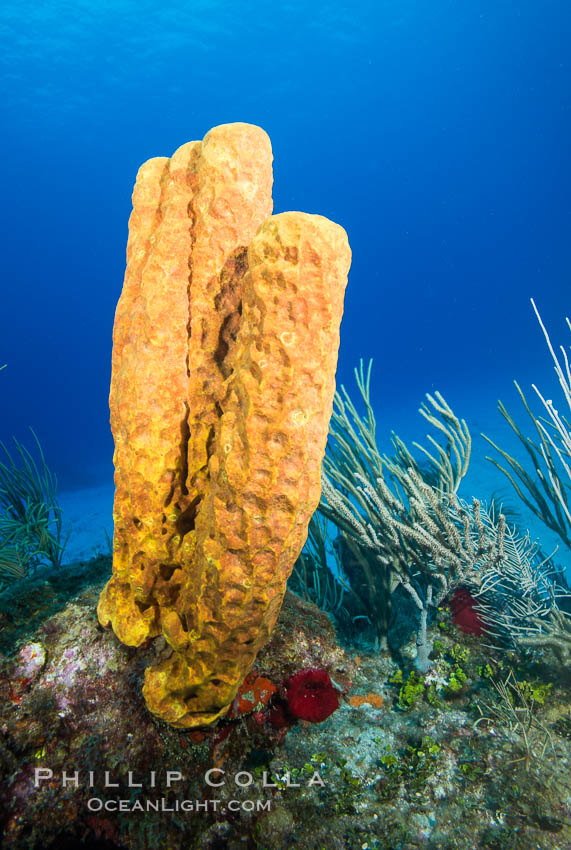 Sponges on Caribbean coral reef, Grand Cayman Island, Cayman Islands