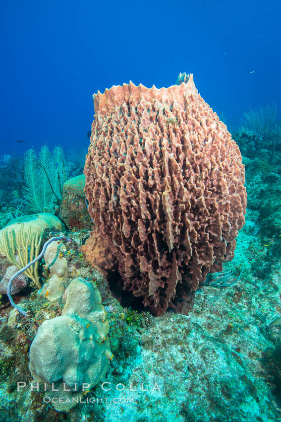 Sponges on Caribbean coral reef, Grand Cayman Island, Cayman Islands