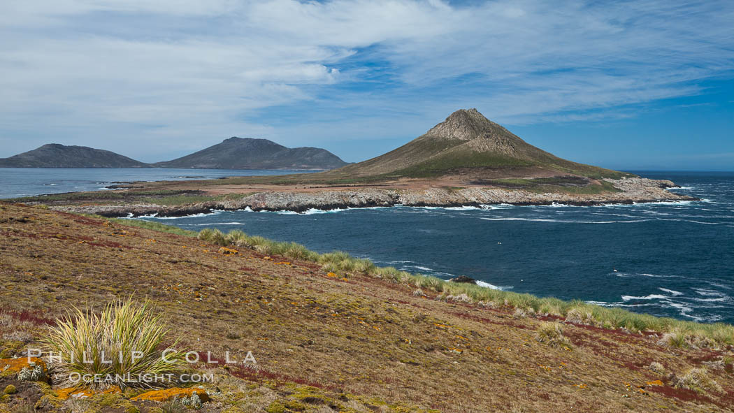 Steeple Jason Island, Falkland Islands, United Kingdom, #24140
