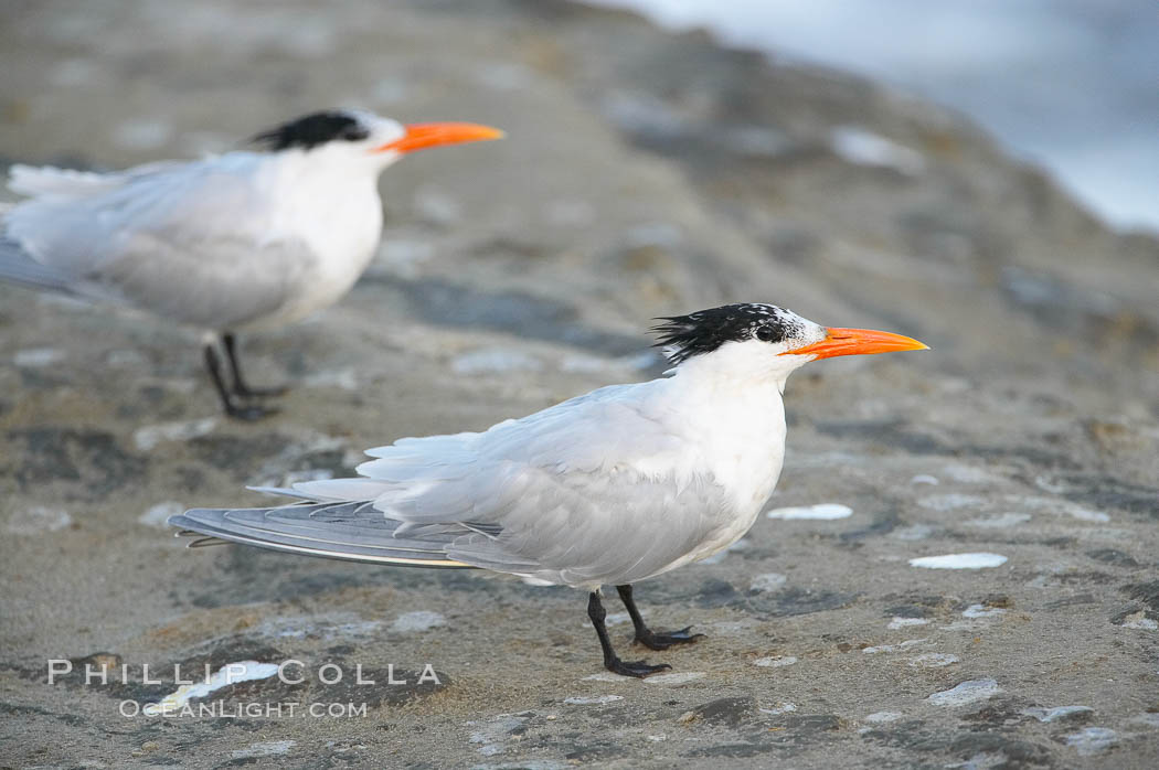 Royal tern, winter adult phase, Sterna maxima, La Jolla, California