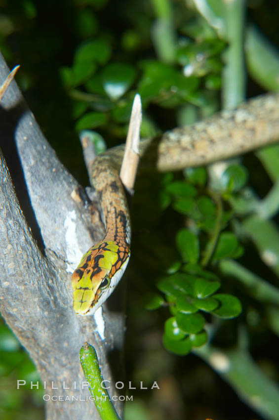 Twig snake, Thelotornis capensis oatesii, #12607