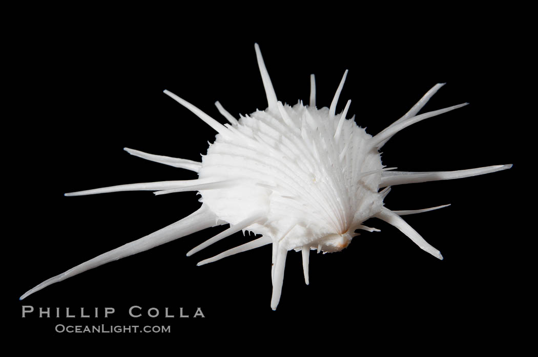 Thorny oyster or spiny oyster, Spondylus, #12975