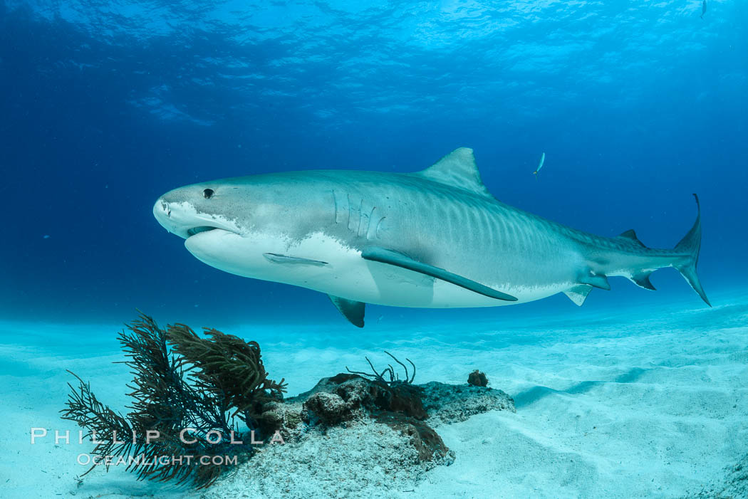 Tiger Shark, Galeocerdo Cuvier, Bahamas, #31929