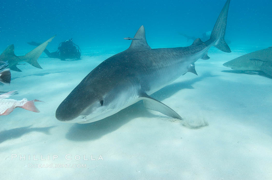 Tiger shark, Galeocerdo cuvier, Bahamas, #10691