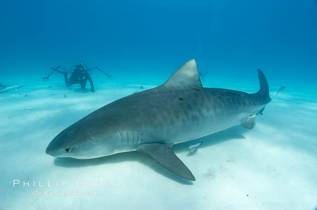 Tiger shark, Galeocerdo cuvier, Bahamas, #10705