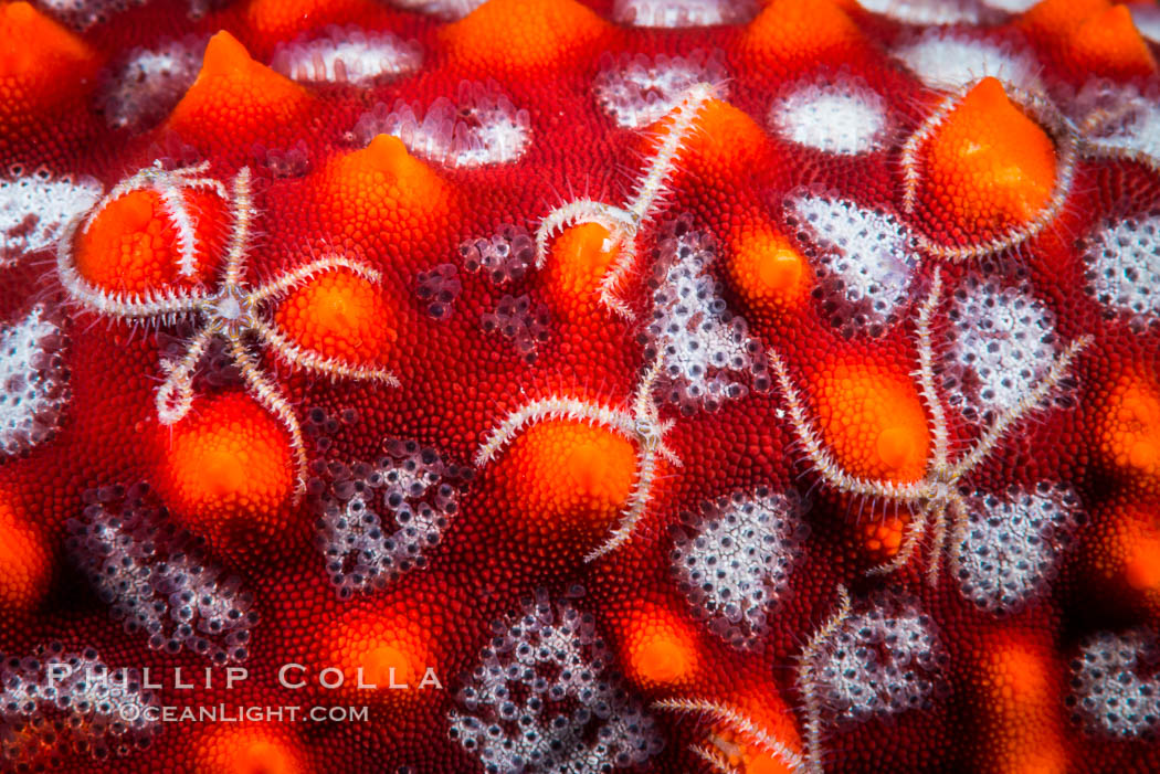 Tiny sea stars living on larger sea star, detail, Isla San Diego, Baja ...