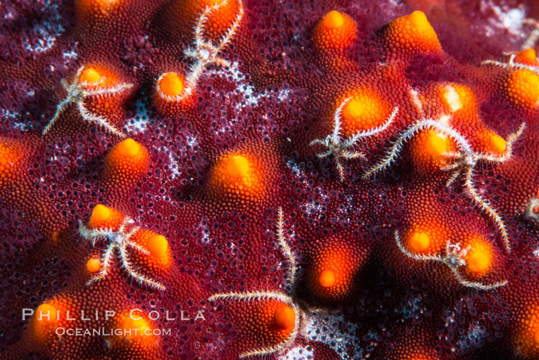 Tiny sea stars living on larger sea star, detail, Isla San Diego, Baja ...