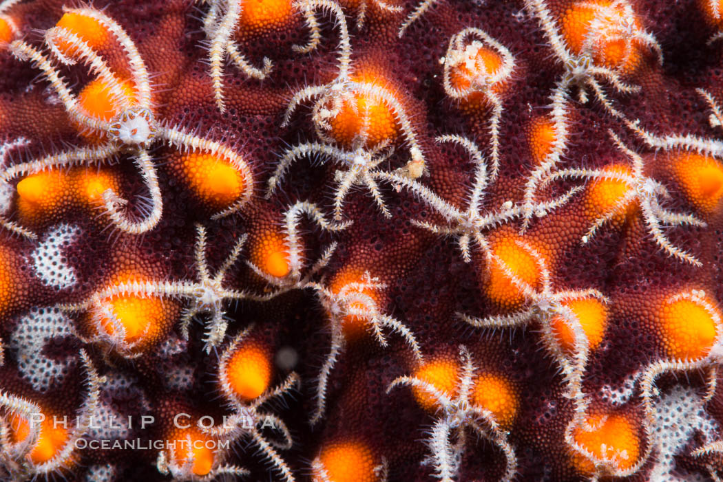 Tiny sea stars living on larger sea star, detail, Isla San Diego, Baja ...