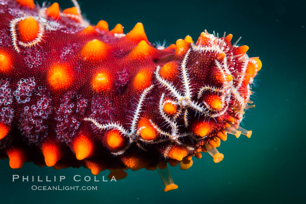 Tiny sea stars living on larger sea star, detail, Isla San Diego, Baja ...