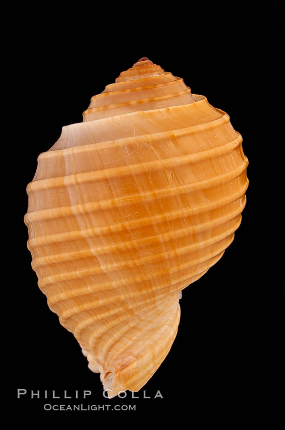 Costate Tun, Tonna allium, #08800, Natural History Photography