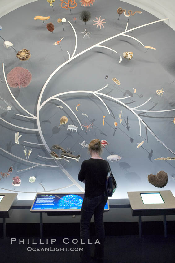 Tree of Life, American Museum of Natural History, New York City