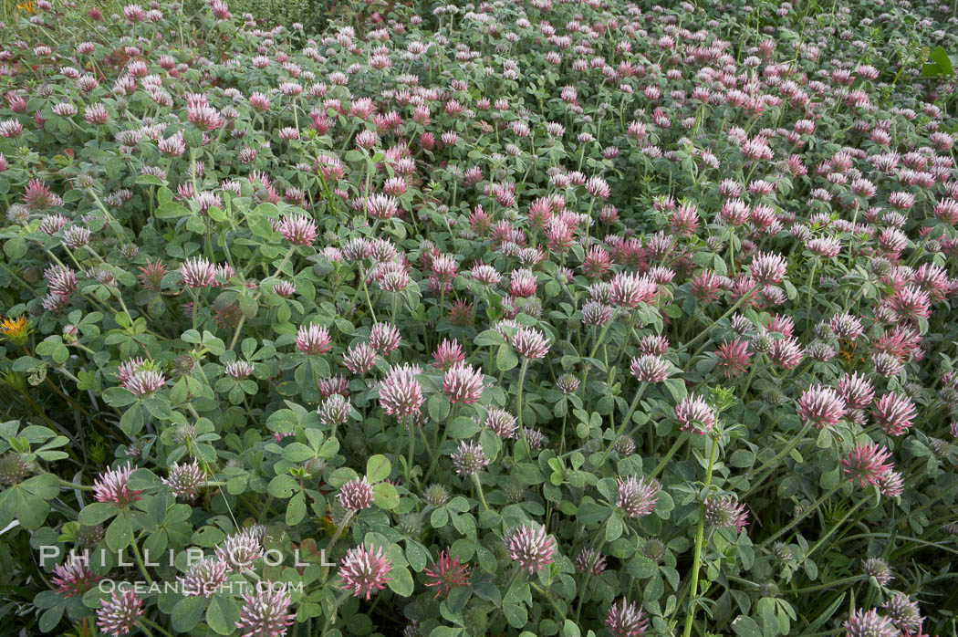 Rose clover blooms in spring, Trifolium hirtum, Carlsbad, California