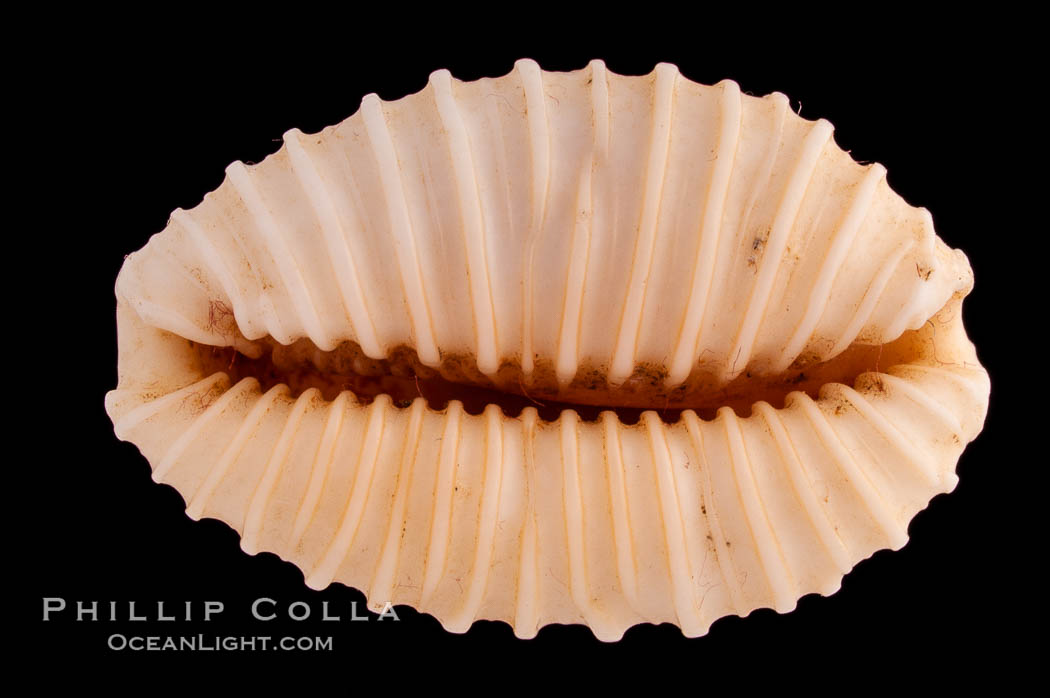 Radians trivia, Trivia radians, #08485