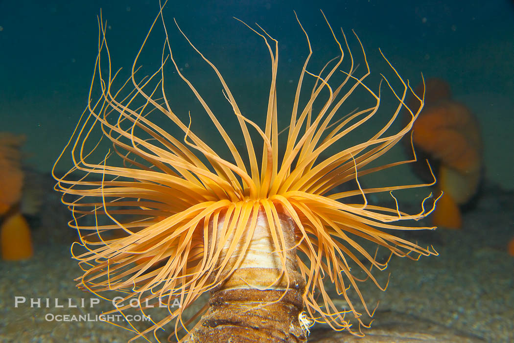 Tube anemone, Pachycerianthus fimbriatus, #14048