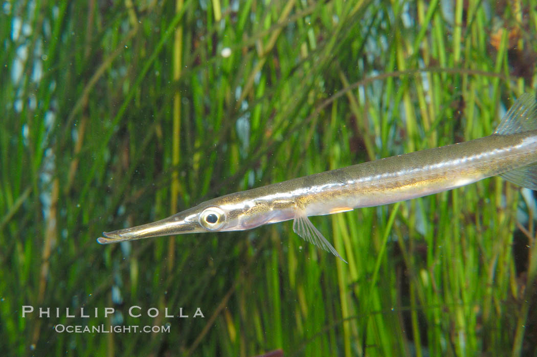 Tube snout, Aulorhynchus flavidus, #08992