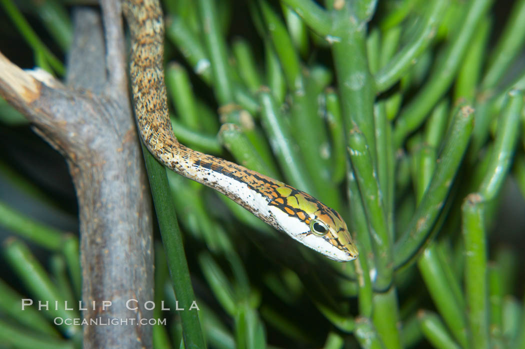 Twig snake, Thelotornis capensis oatesii, #12608