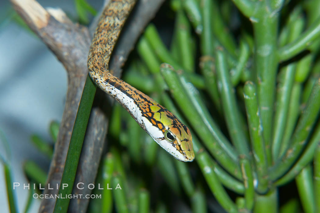 Twig snake, Thelotornis capensis oatesii, #12606