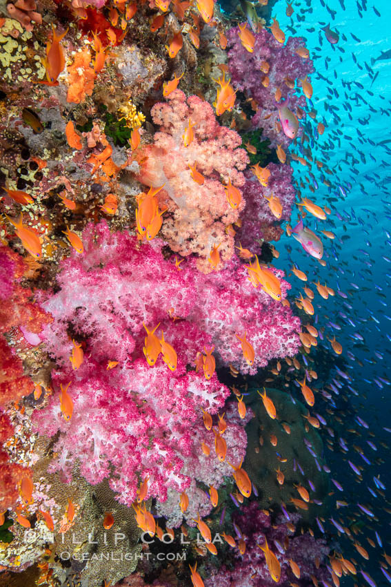 Vibrant colorful dendronephthya soft corals and schooling Anthias fishes, Fiji