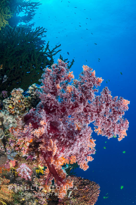 Vibrant soft corals extended into ocean currents, Dendronephthya, Vatu ...