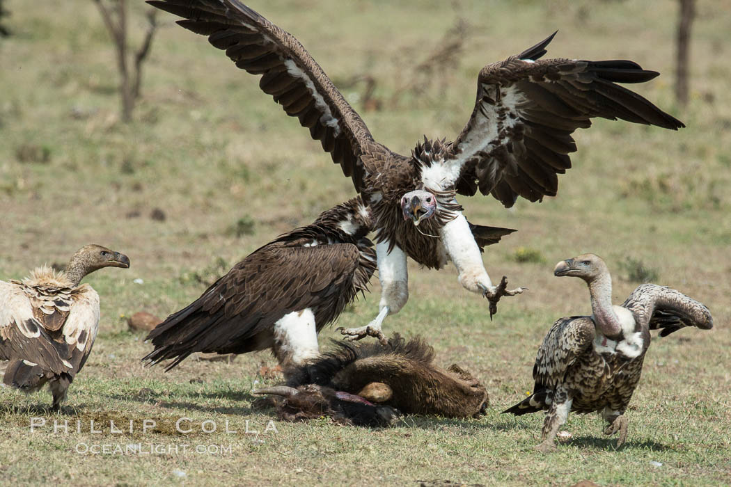 Vultures fighting over a carcass, Olare Orok Conservancy, Kenya