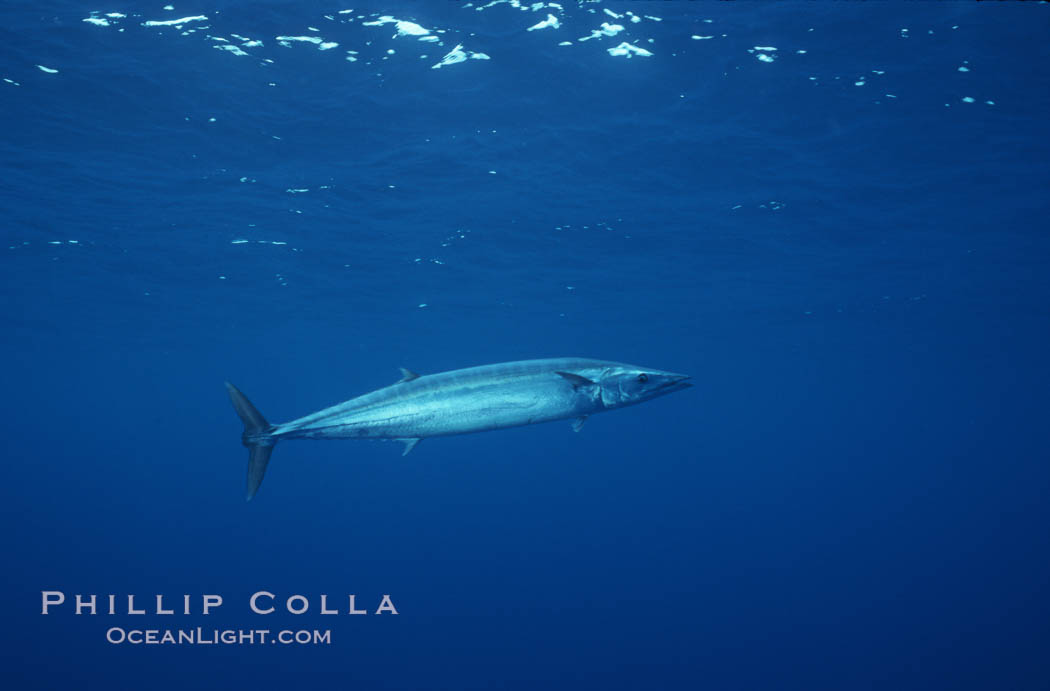 Wahoo Photos, Stock Photos of Wahoos, Acanthocybium, Natural History ...