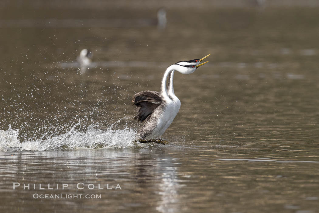 Western Grebes rushing in a courtship display, Aechmophorus occidentalis