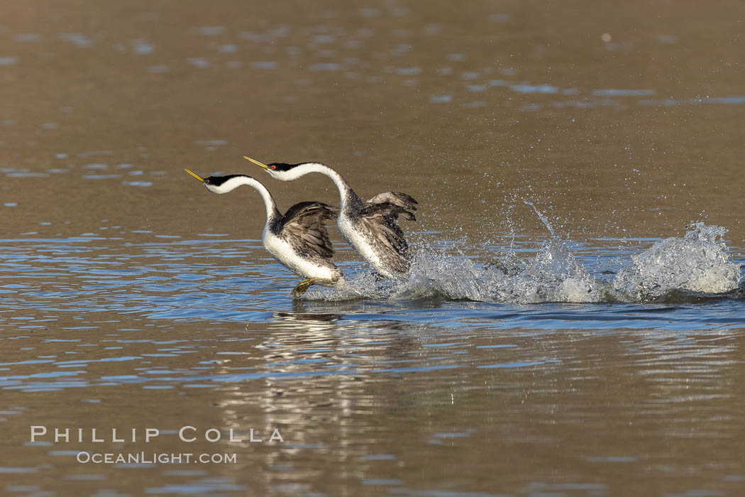 Western Grebes Rushing on Lake Hodges, Aechmophorus occidentalis, San ...