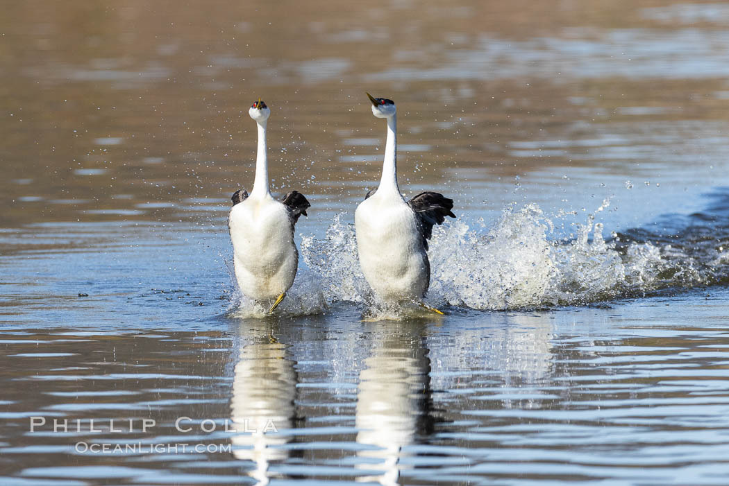 Western Grebes Rushing on Lake Hodges, Aechmophorus occidentalis, San ...