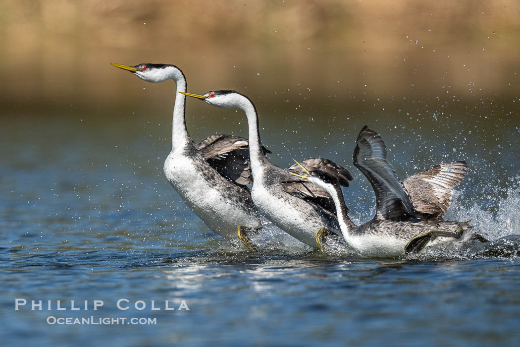 Western grebes rushing in a rare courtship fight, Aechmophorus ...
